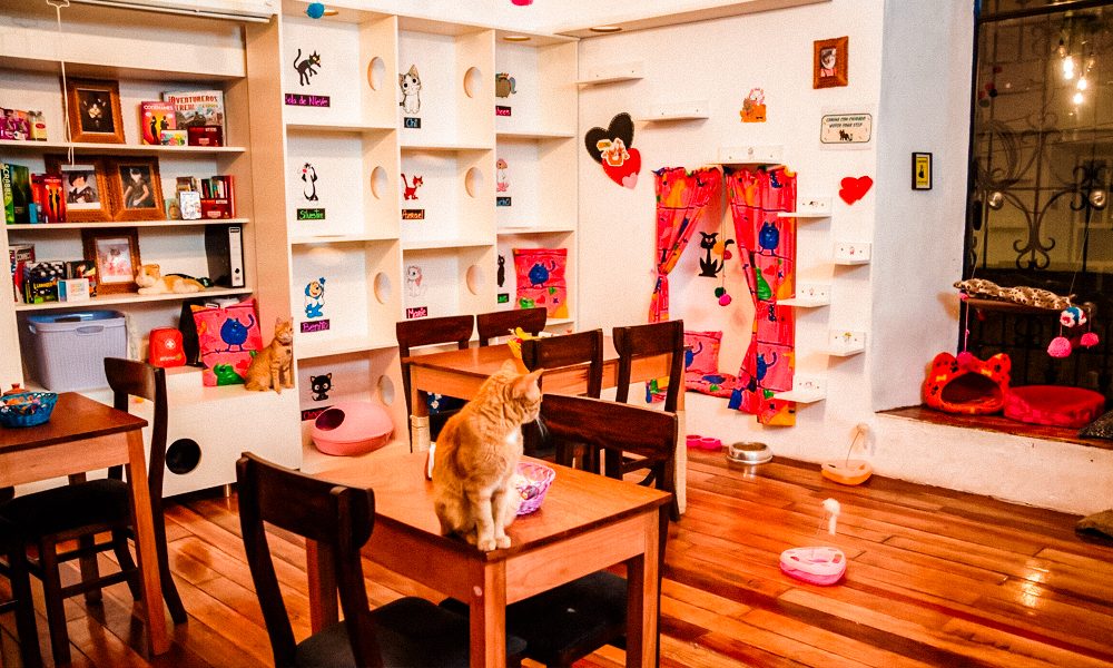 ¿Fan de los gatos? Visita estos 4 Cat Cafés y adopta con amor | Blog ...