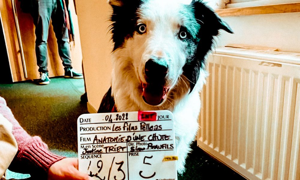 ¿Quién es Messi, el perro actor que es la nueva estrella de Hollywood ...