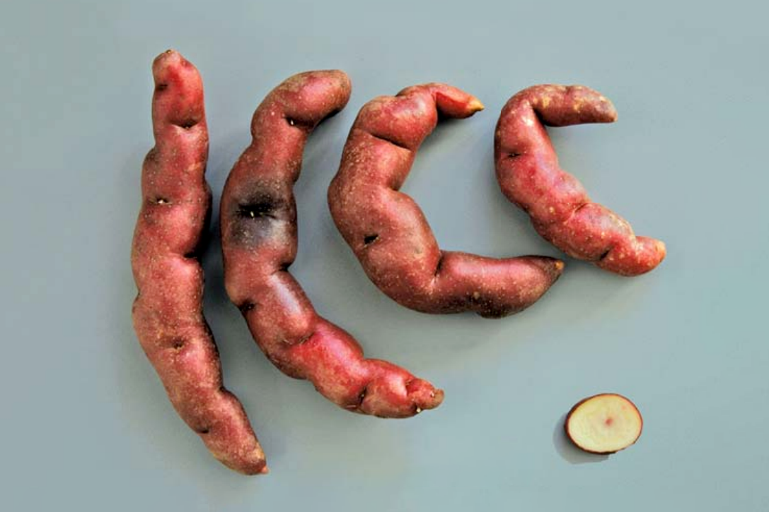 Día de la Papa: Descubre las variedades más sorprendentes que crecen en ...